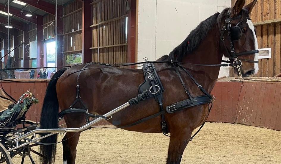 FULL SIZE HI-TECH HARNESS » Hartland Carriages